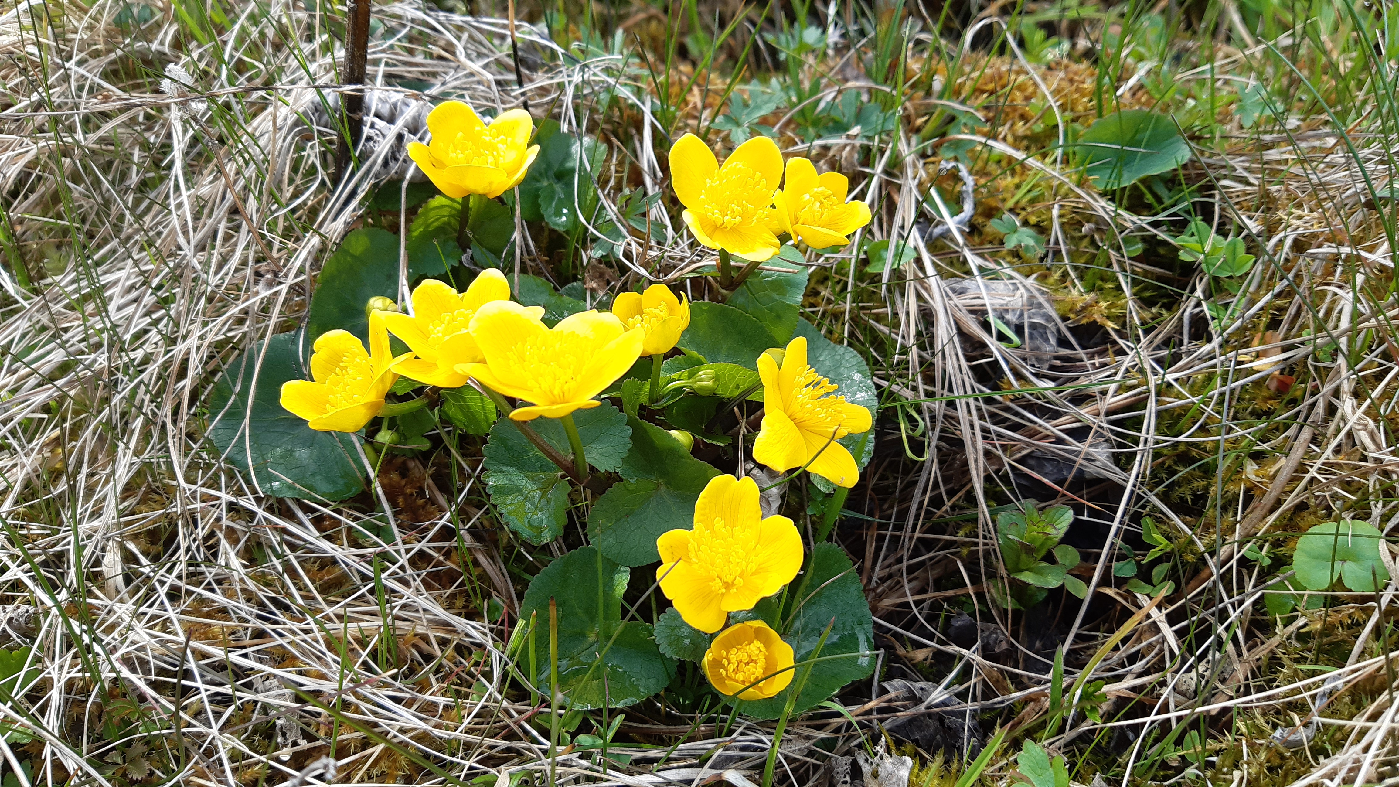 Caltha palustris- Calcea calului – Natură
