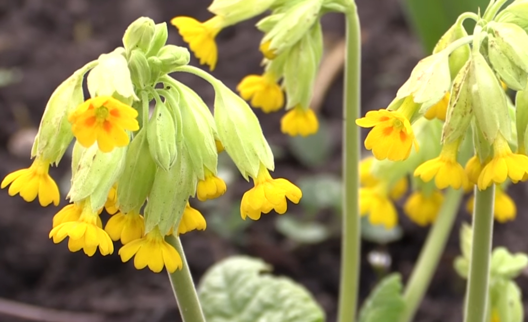Primula veris- Ciuboţica cucului – Natură