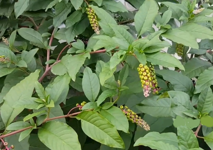 Phytolacca americana- Cârmâzul – Natură