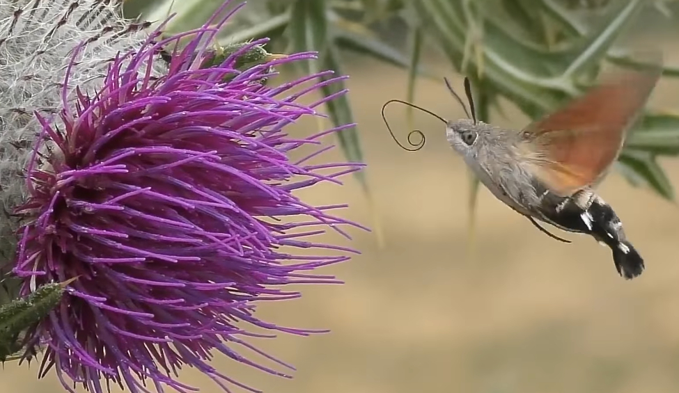 Macroglossum stellatarum- molia colibri – Natură