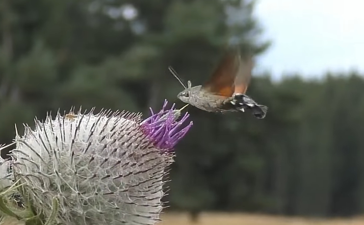 Macroglossum stellatarum- molia colibri – Natură