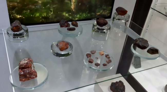 Muzeul Chihlimbarului – Natură