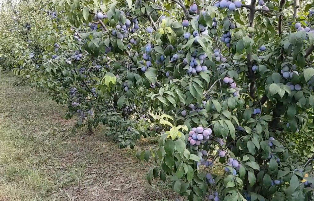 Prunus domestica- prunul – Natură