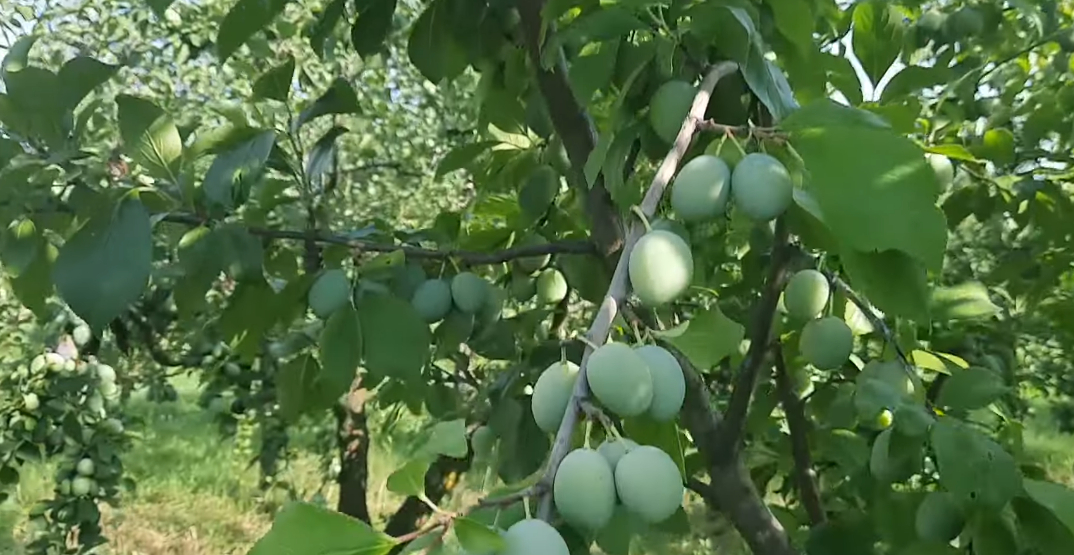 Prunus domestica- prunul – Natură