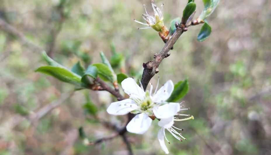 Prunus domestica- prunul – Natură