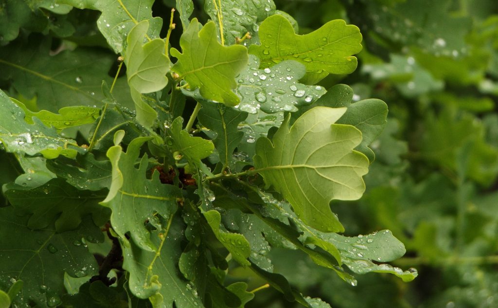 Quercus robur- Stejarul – Natură