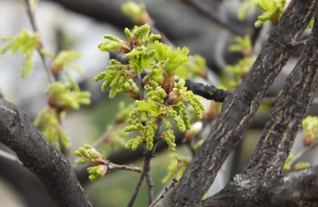 Quercus robur- Stejarul – Natură