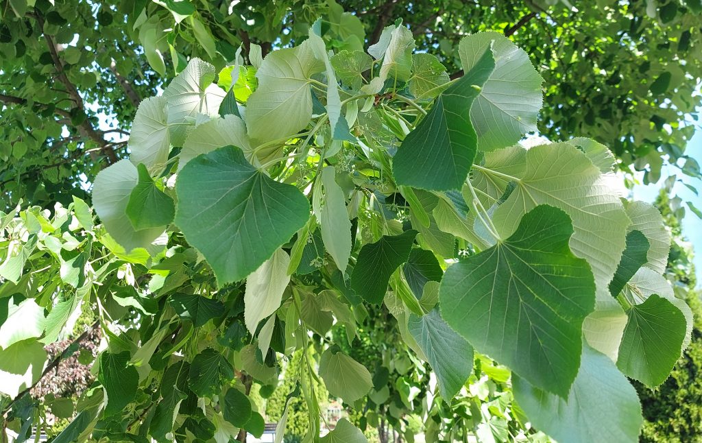 Tilia platyphyllos- tei cu frunza mare – Natură