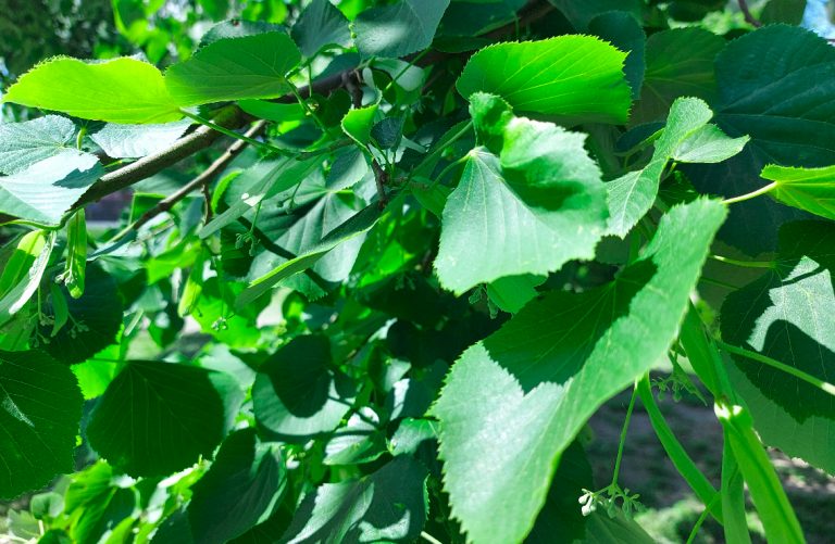Tilia platyphyllos- tei cu frunza mare – Natură
