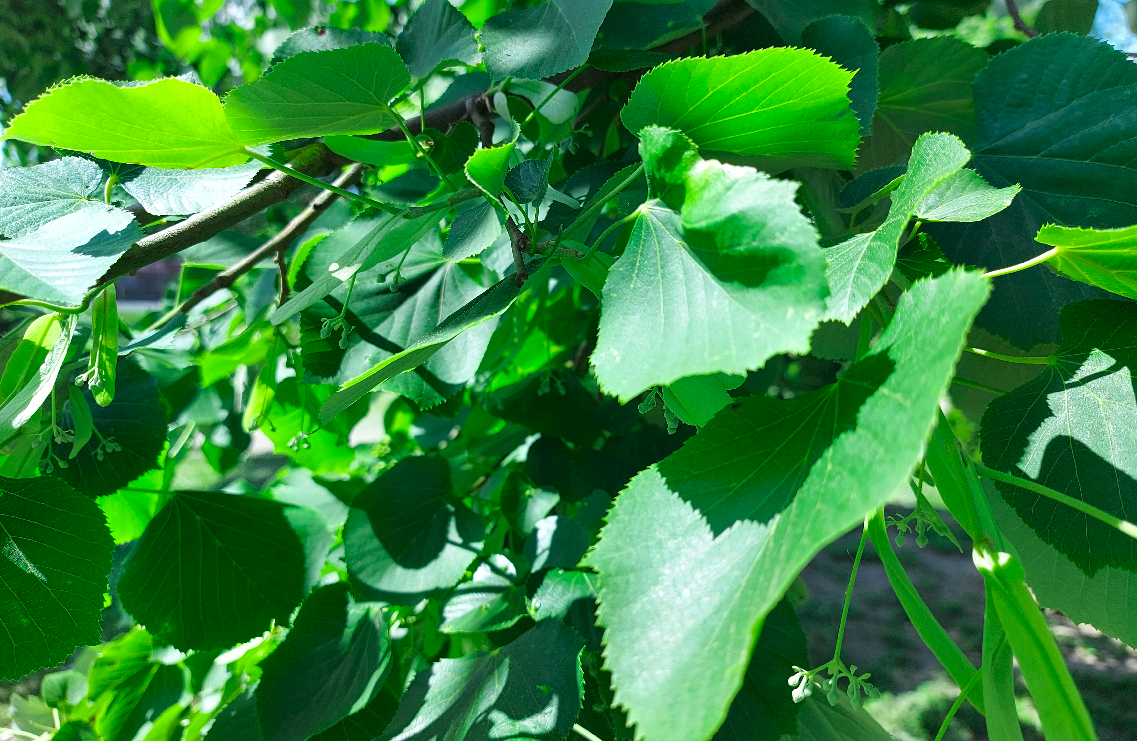 Tilia platyphyllos- tei cu frunza mare – Natură