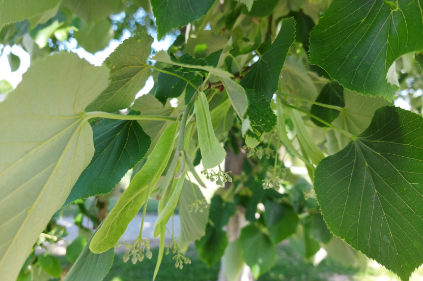 Tilia platyphyllos- tei cu frunza mare – Natură