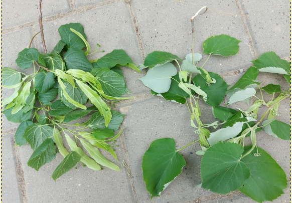 Tilia platyphyllos- tei cu frunza mare – Natură