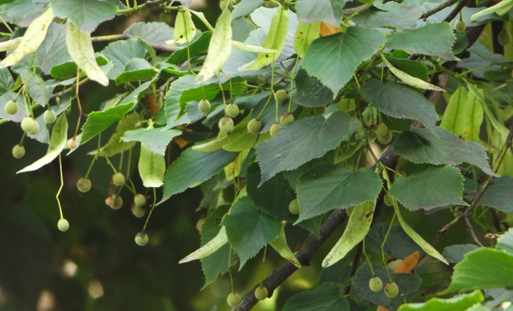 Tilia cordata- teiul cu frunză mică – Natură