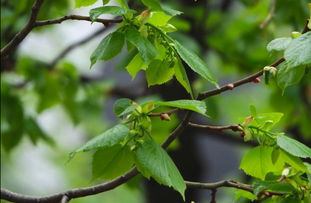 Tilia cordata- teiul cu frunză mică – Natură