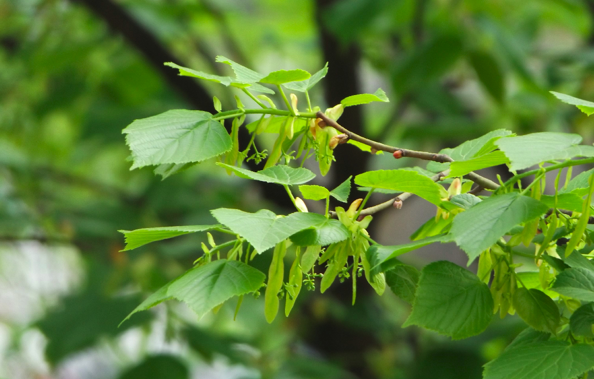 Tilia cordata- teiul cu frunză mică – Natură