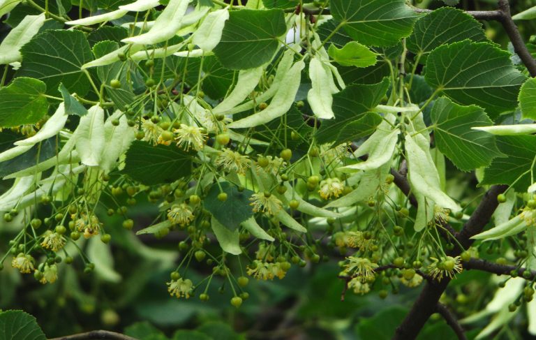 Tilia cordata- teiul cu frunză mică – Natură
