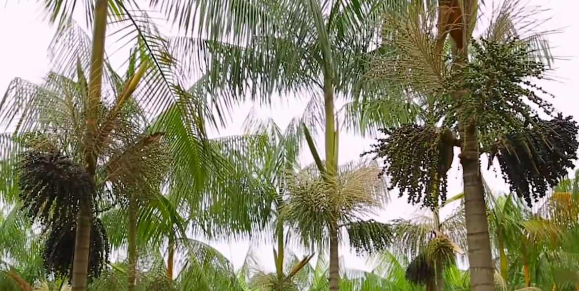 Fructele de Acai – Natură