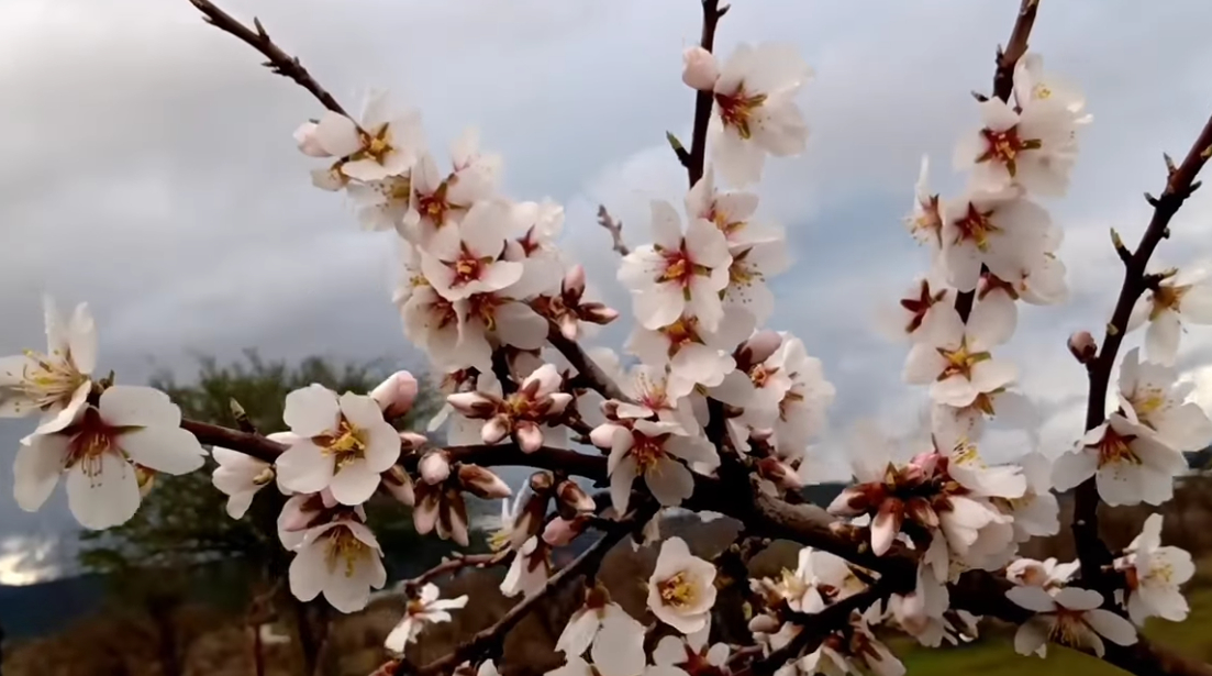 Prunus dulcis- migdal dulce – Natură