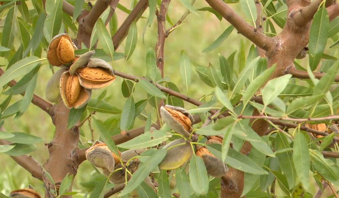 Prunus dulcis- migdal dulce – Natură