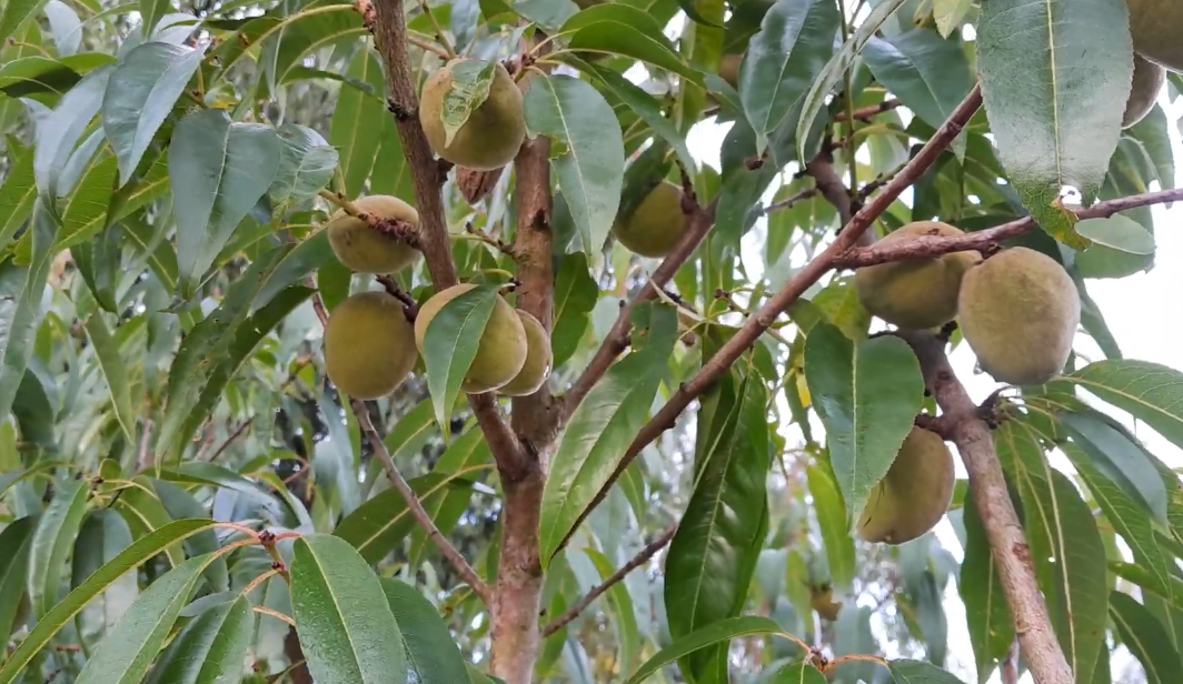 Prunus dulcis- migdal dulce – Natură