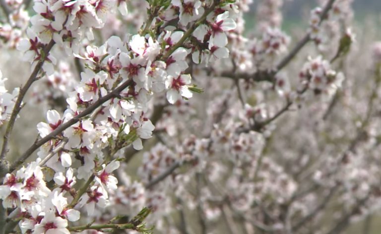 Prunus dulcis- migdal dulce – Natură