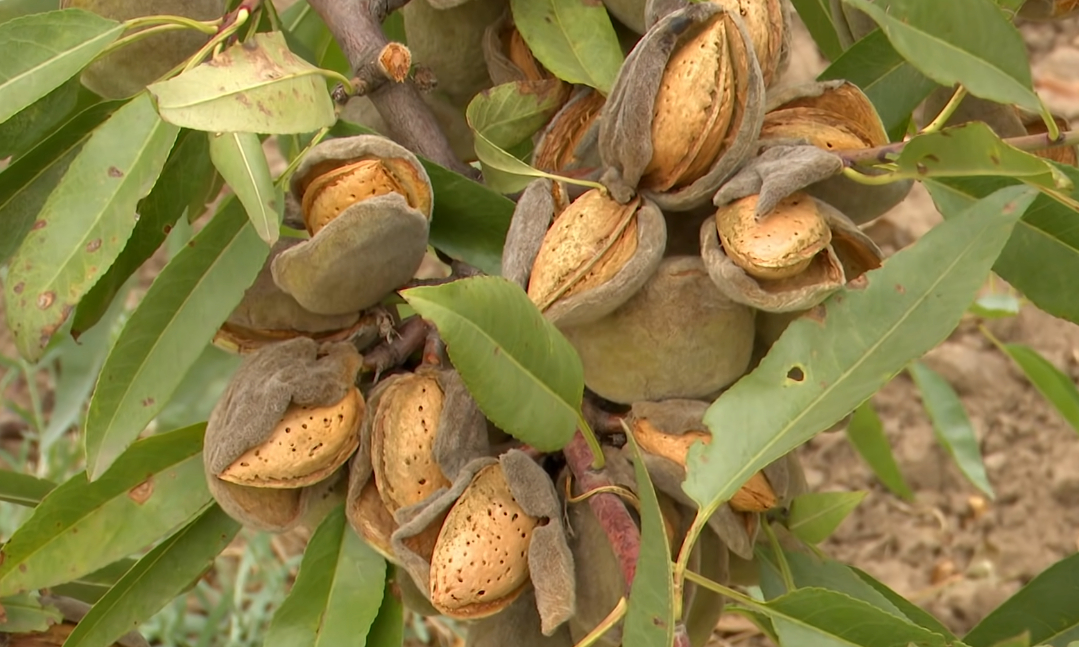 Prunus dulcis- migdal dulce – Natură