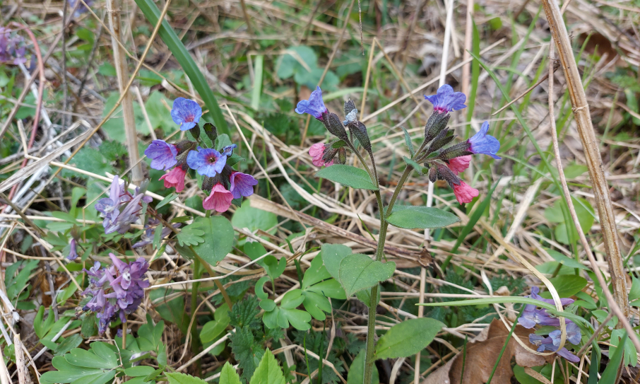 Pulmonaria officinalis- plămănărica – Natură