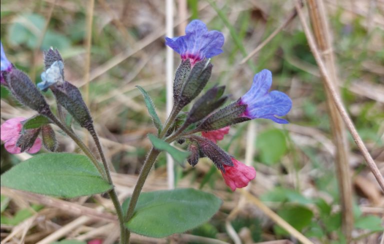 Pulmonaria officinalis- plămănărica – Natură
