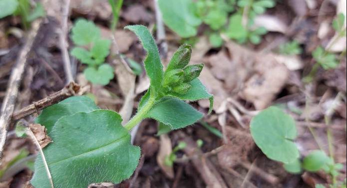 Pulmonaria officinalis- plămănărica – Natură
