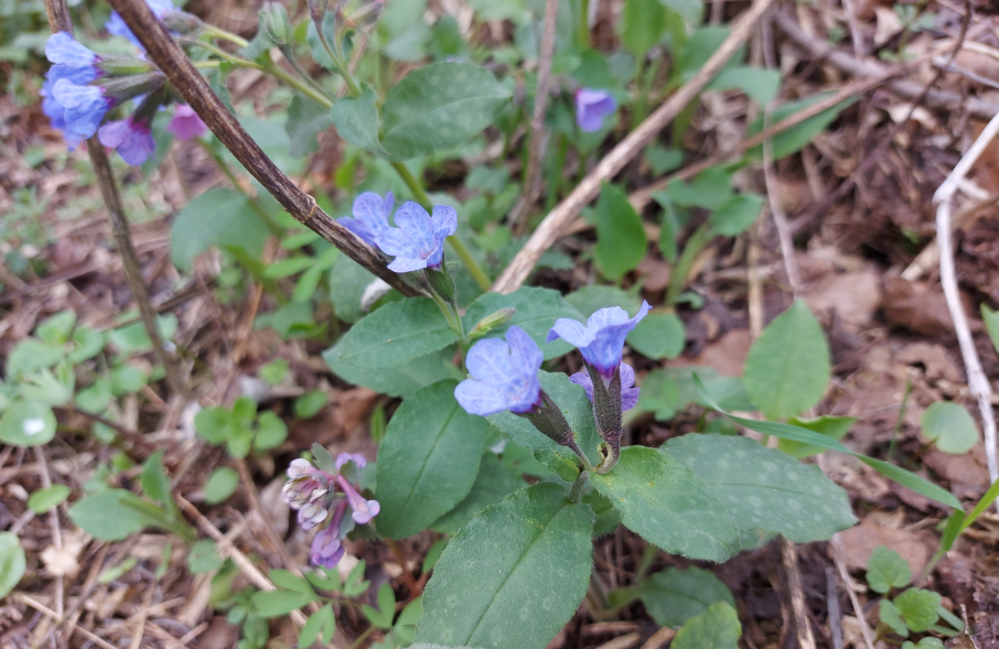 Pulmonaria officinalis- plămănărica – Natură