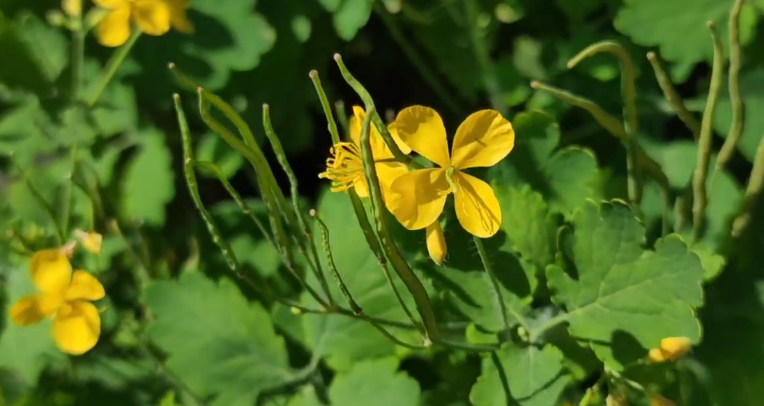 Chelidonium majus- rostopasca – Natură