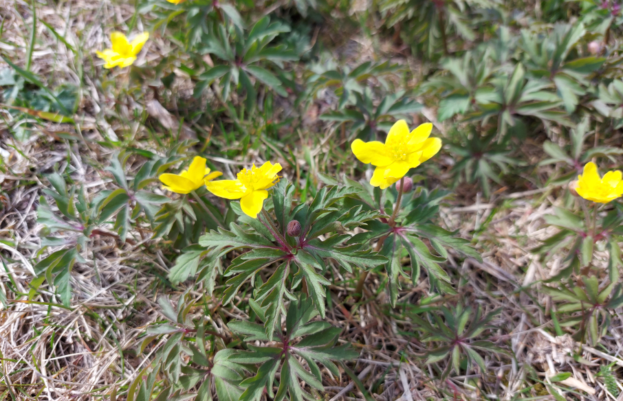 Anemone ranunculoides- păştiţă – Natură