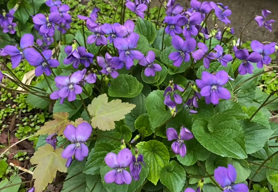 Viola odorata- toporaş – Natură
