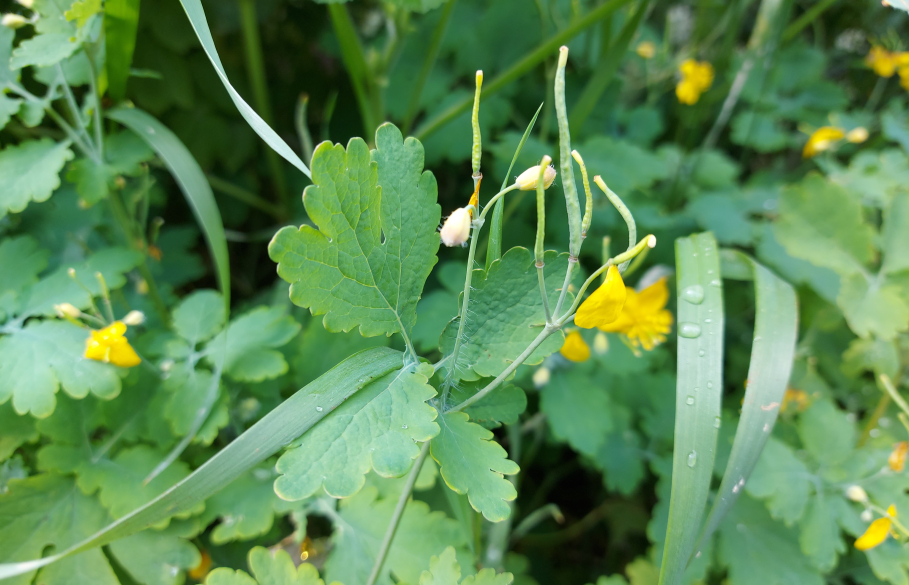 Chelidonium majus- rostopasca – Natură