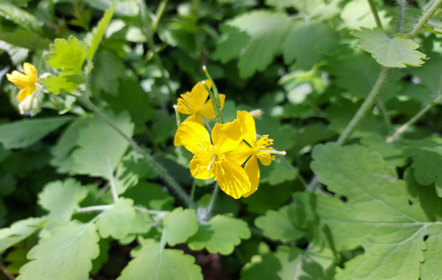 Chelidonium majus- rostopasca – Natură