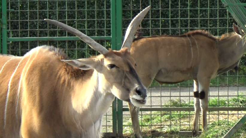Grădina Zoologică din Oradea – Natură