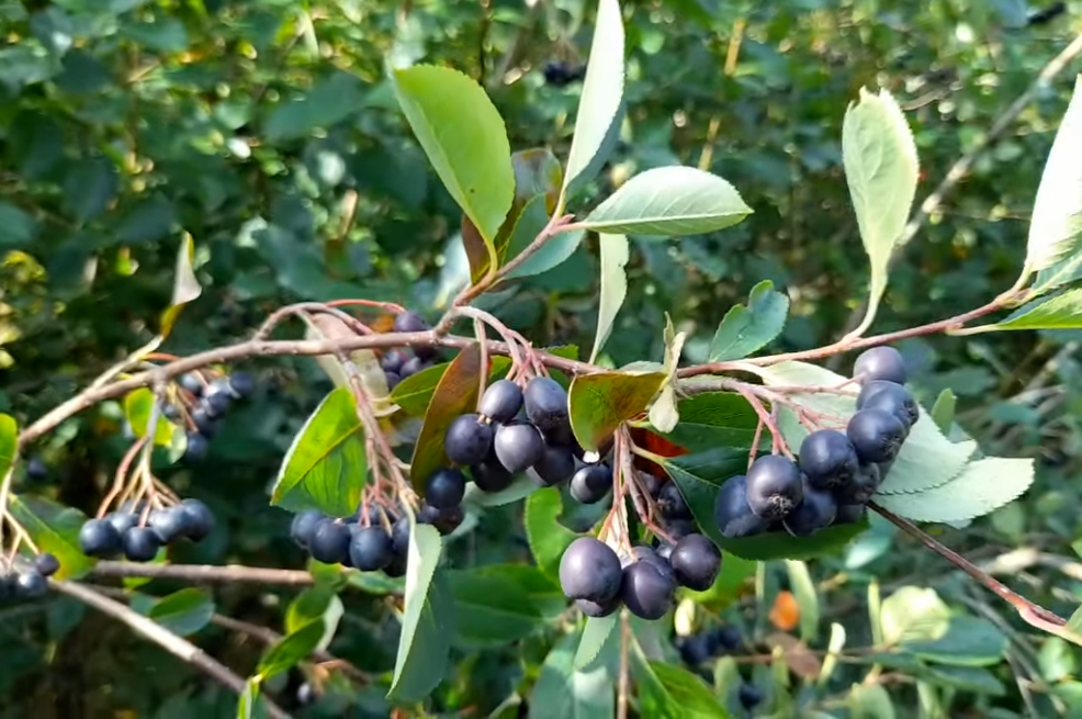 Aronia melanocarpa- scoruş negru – Natură