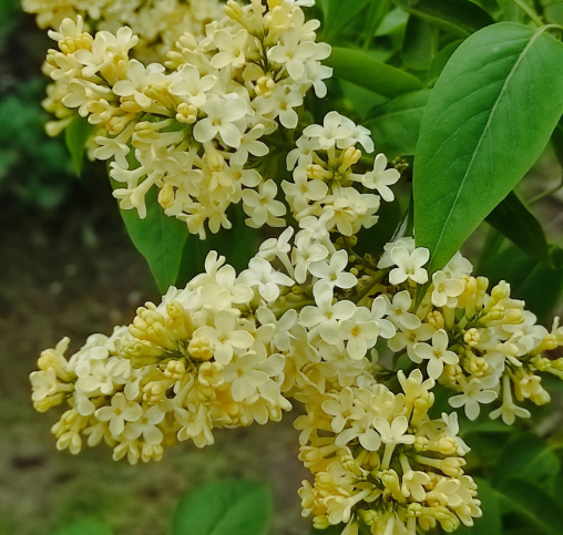 Syringa vulgaris- liliacul – Natură